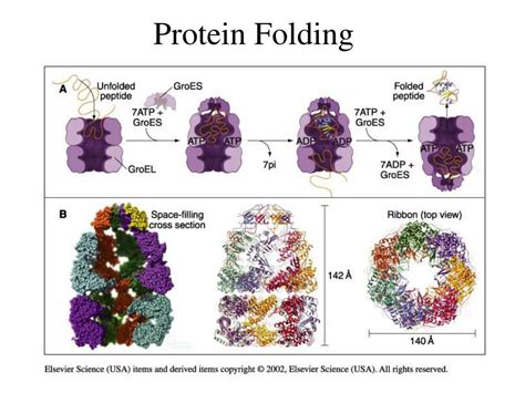Ppt Protein Synthesis Powerpoint Presentation Free Download Id3292386