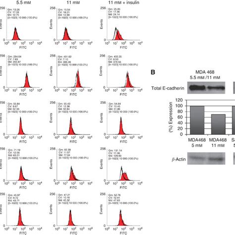 A Cell Surface Expression Levels Of α2 And β1 Integrin E N And Download Scientific Diagram