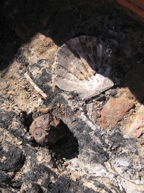 a large fossil scallop shell chesapecten jeffersonius virginias state
