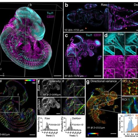 Computational Aberration Compensation On Fluorescence Microscopy Download Scientific Diagram