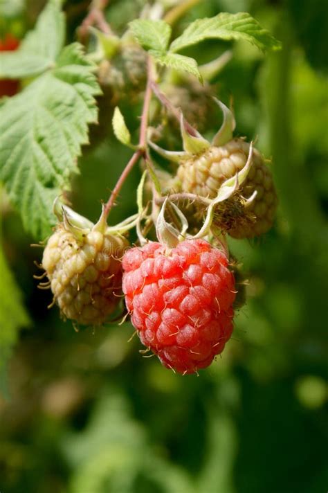 Ripe And Green Single Raspberry On A Stem Stock Image Image Of Garden Gardening 96683851