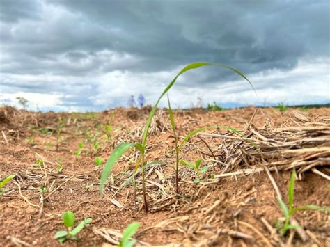 Premium Photo Initial Seedling Of Grass On Tropical Grass