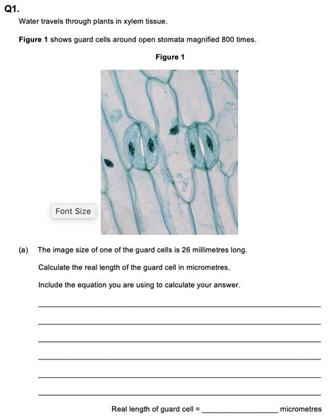 Microscopes Required Practical Teaching Resources
