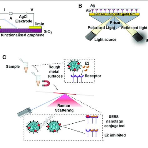 Graphene Affinity Based Biosensor Surface Plasmon Resonance Spr Download Scientific