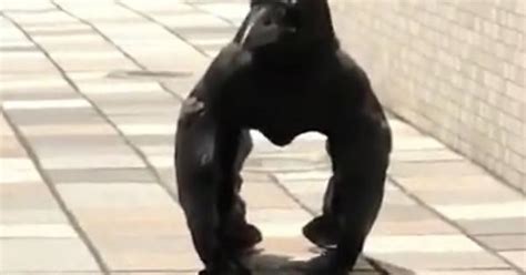 Gorilla Crow Album On Imgur