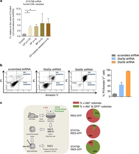 Twins With Different Personalities Stat5b But Not Stat5a Has A Key Role In Bcr Abl Induced