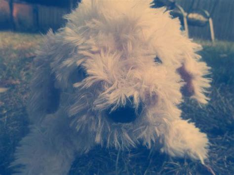 My Webkinz Cockapoo By Kinzstar83 On Deviantart