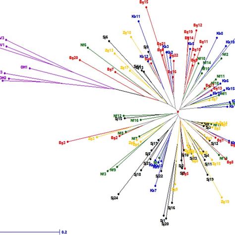 Neighbour Joining Tree Based On Genotypic Data Of 12 Est Ssr Loci With Download Scientific