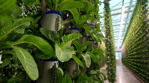 A Look Inside Texass Only Greenhouse Vertical Farm Cw33 Dallas Ft