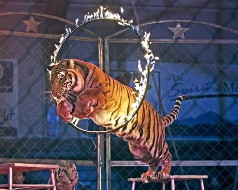circus tiger jumping through hoop