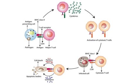 Ii 类 Mhc 结构、合成及意义 技术教程