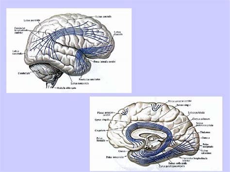 Telencephalic Cortex Nomenclature Paleocortex Archicortex Allocortex Telencephalic Cortex Nomenclature Paleocortex Archicortex Allocortex