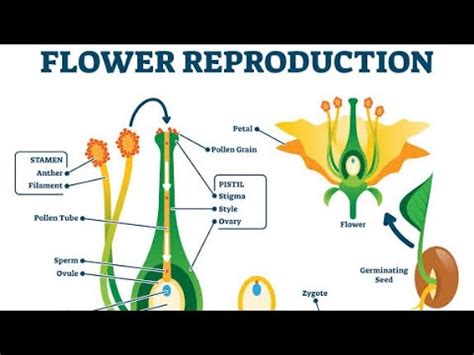 Sexual Reproduction In Angiosperms 12th NEET Biology Neet2024 Neetmotivation Science