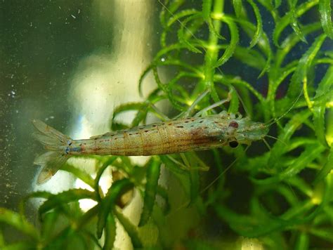 Beach Grass Grasses That Grow On Dunes Gardendi