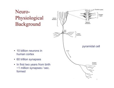 Lecture Artificial Neural Networks And Pattern Recognition Ppt