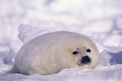 Harp Seal Wallpapers Wallpaper Cave