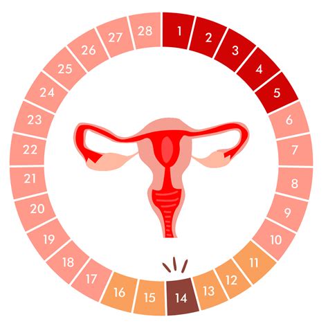 Ovulation And Fertile Days Calculator Know Your Menstrual Cycle Vida Fertility