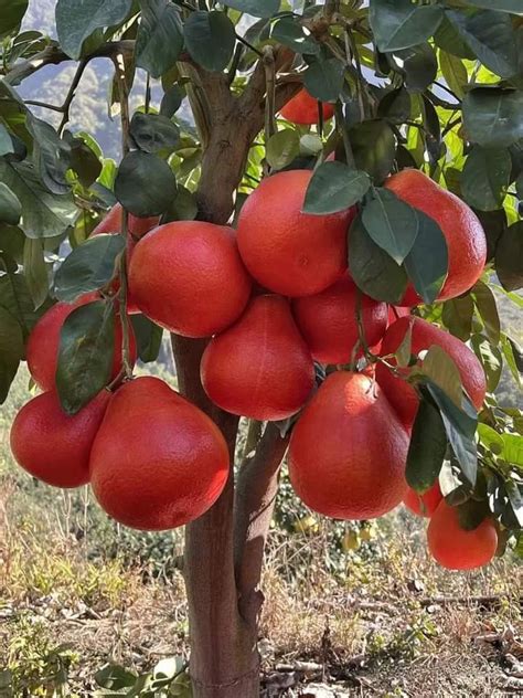 Pin By Recep Özer On Sebzeler Ve Meyveler Fruits And Vegetables Pictures Exotic Fruit Fruit