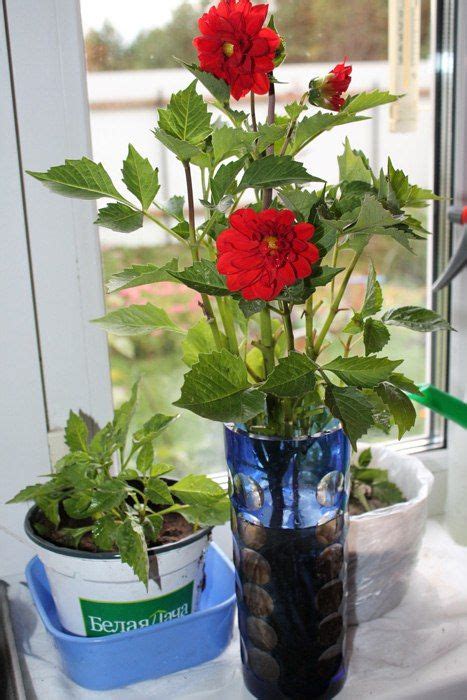 Gardening | Как сохранить георгины в горшке с осени до весны — как ...