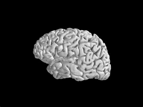 freesurfer mri reconstruction — mne 0 21 2 documentation