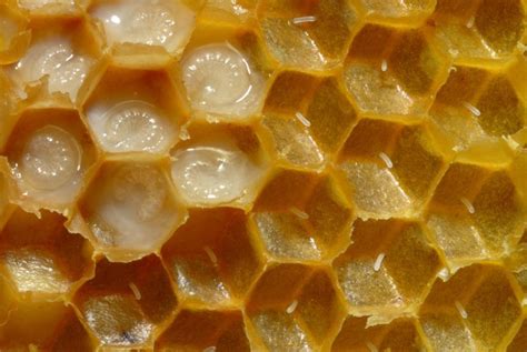 Manfaat Royal Jelly untuk Kulit | Republika Online