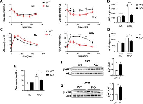 Improved Glucose Metabolism And Insulin Sensitivity In Bcl3 Ko Mice