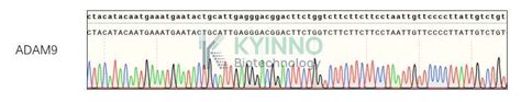 Chok1 Adam9 Cell Line Kyinno Bio