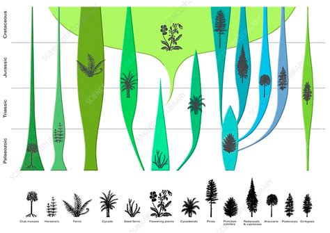 Plant Evolution Diagram Thirteen Major Plant Groupings Over Geologic Time