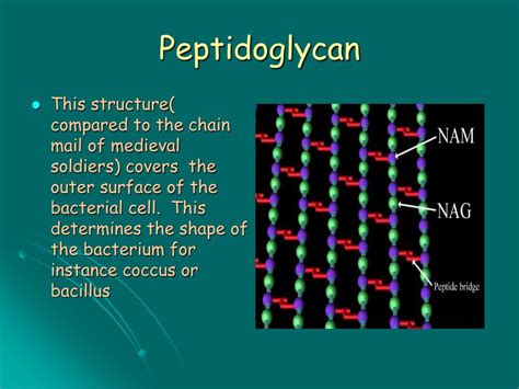Bacteria Coccus Cell Structure And Function