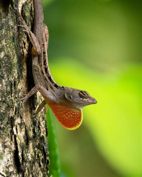 Singapore National Parks Studying Impact Of Introduced Brown Anoles