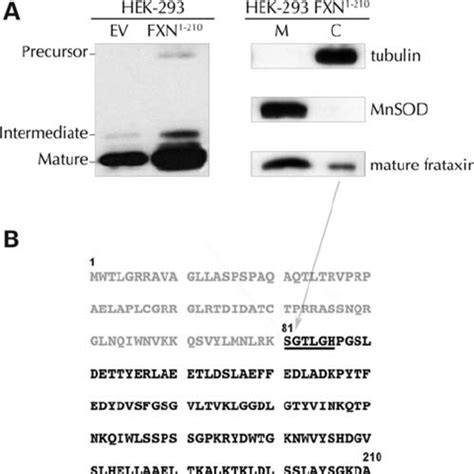 Mitochondrial Processing Generates The Extramitochondrial Frataxin A