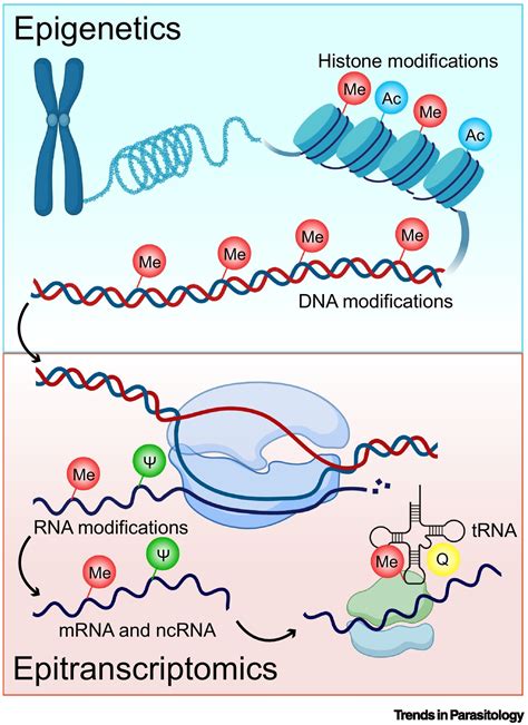 Emerging Roles Of The Epitranscriptome In Parasitic Protozoan Biology And Pathogenesis Trends