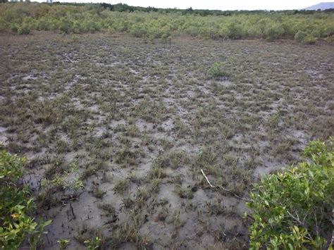 Local Raw Textures Tx000416