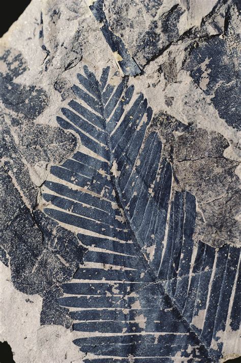 Fossil Leaf Williamsonia Sp Stock Image C009 3862 Science Photo Library