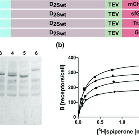 Radioligand Binding Assay With Whole Cells Using D 2s Expressed From Download Scientific