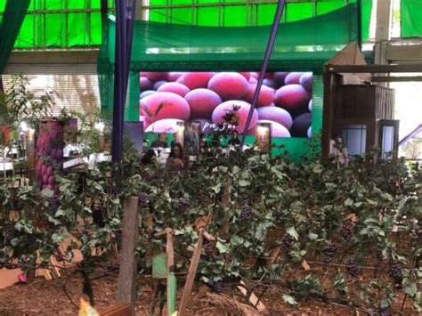 Festa da Uva Jundiaí confira a programação do evento