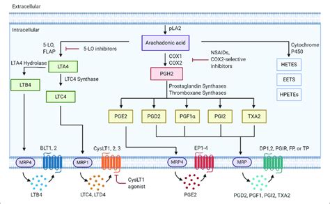 Eicosanoid Pathway Activation Of Pla2 Results In Release Of