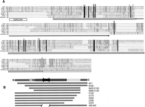 Multiple Sequence Alignment Of Trypanosomatid RET RET Yeast And Download Scientific