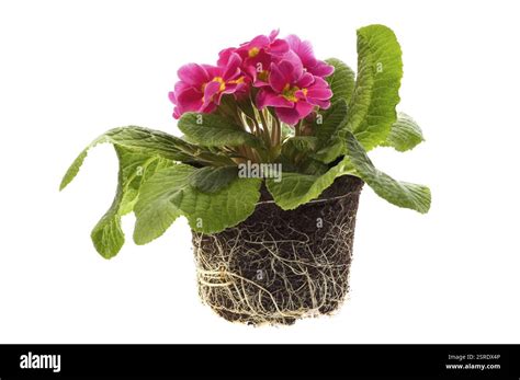 Spring Flowers With Root System Stock Photo Alamy