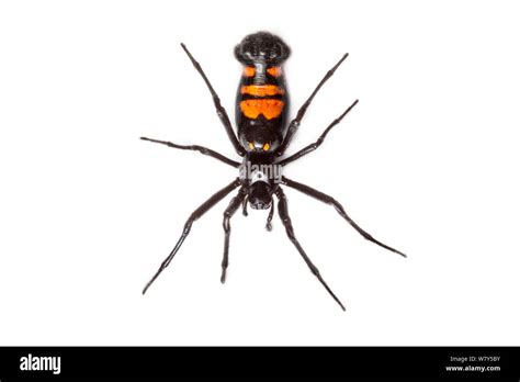 Orange Back Spider