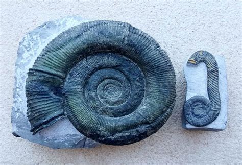 Fossil Huntress Sexual Dimorphism