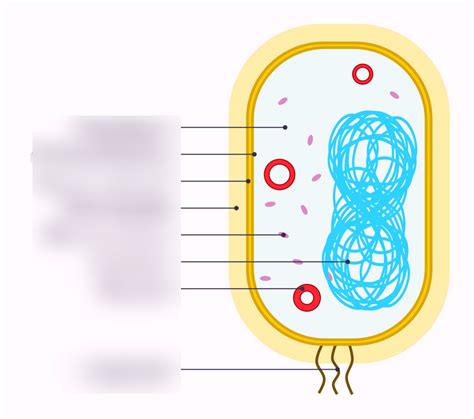 Bacteria Labeling Diagram Quizlet