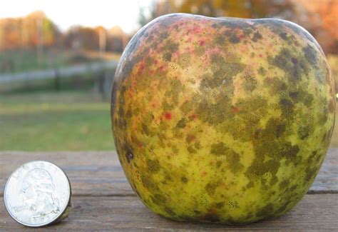 Century Farm Orchards Newtown Pippin