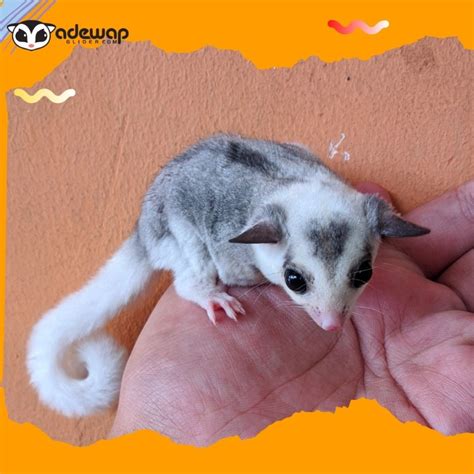 Jual Sugar Glider Mozaic Joey Jinak Lucu Putih Bersih Shopee Indonesia