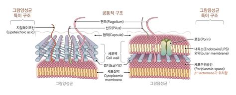 이슈로 배우는 생명과학 코로나에 이어 중국에서 발생한 또다른 바이러스