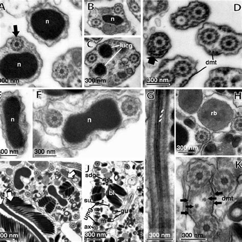 Yonas Tekle Doctor Of Philosophy Spelman College Atlanta Departments Of Biology