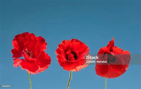 푸른 하늘 배경에 빨간색 아름 다운 양 귀 비의 장식 요소 3 꽃 0명에 대한 스톡 사진 및 기타 이미지 0명 계절 꽃 꽃의 구조 Istock