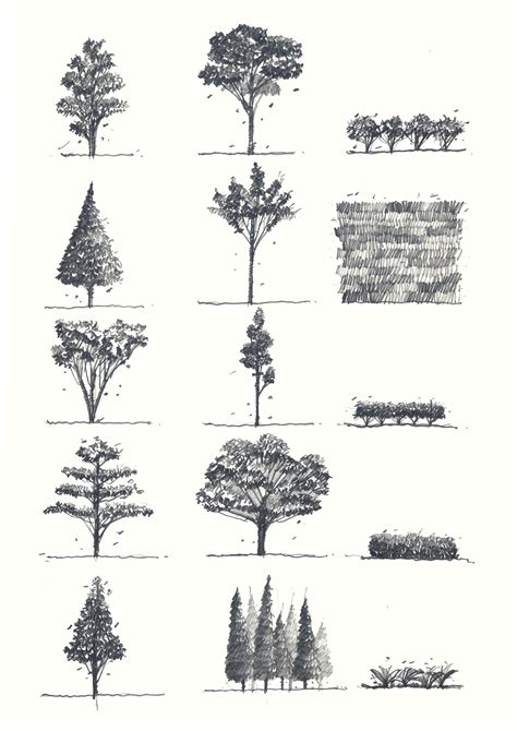 Trees Sketch On Paper Tree Sketches Landscape Design Drawings Architecture Sketch