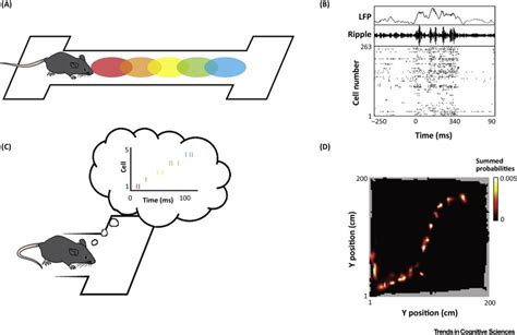 Decoding Cognitive Processes From Neural Ensembles Trends In Cognitive