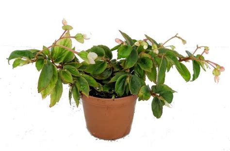 Tiny Gem Begonia Plant 2 5 Pot Terrarium House Plant Indoor Outdoor Garden